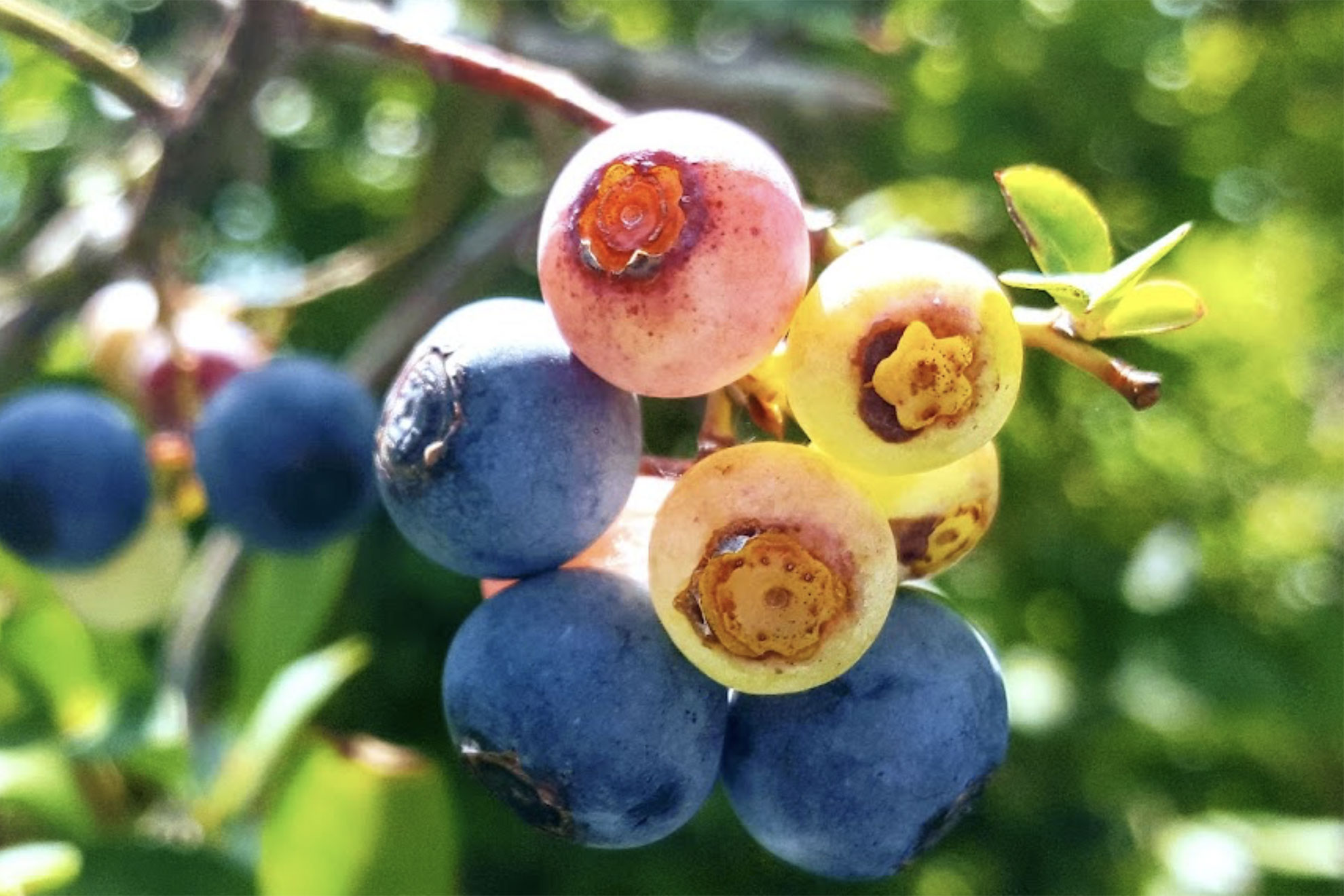 Vendors Archive - Midtown Farmers' Market